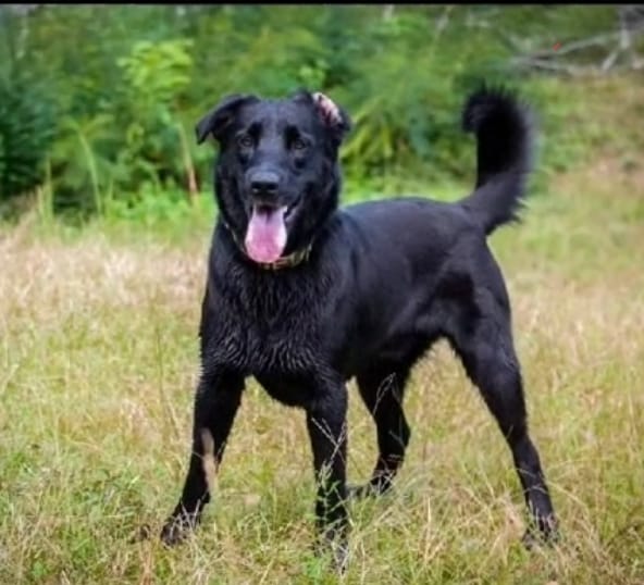 How Mold Detection Dogs Enhance Family Safety - Love My Dog