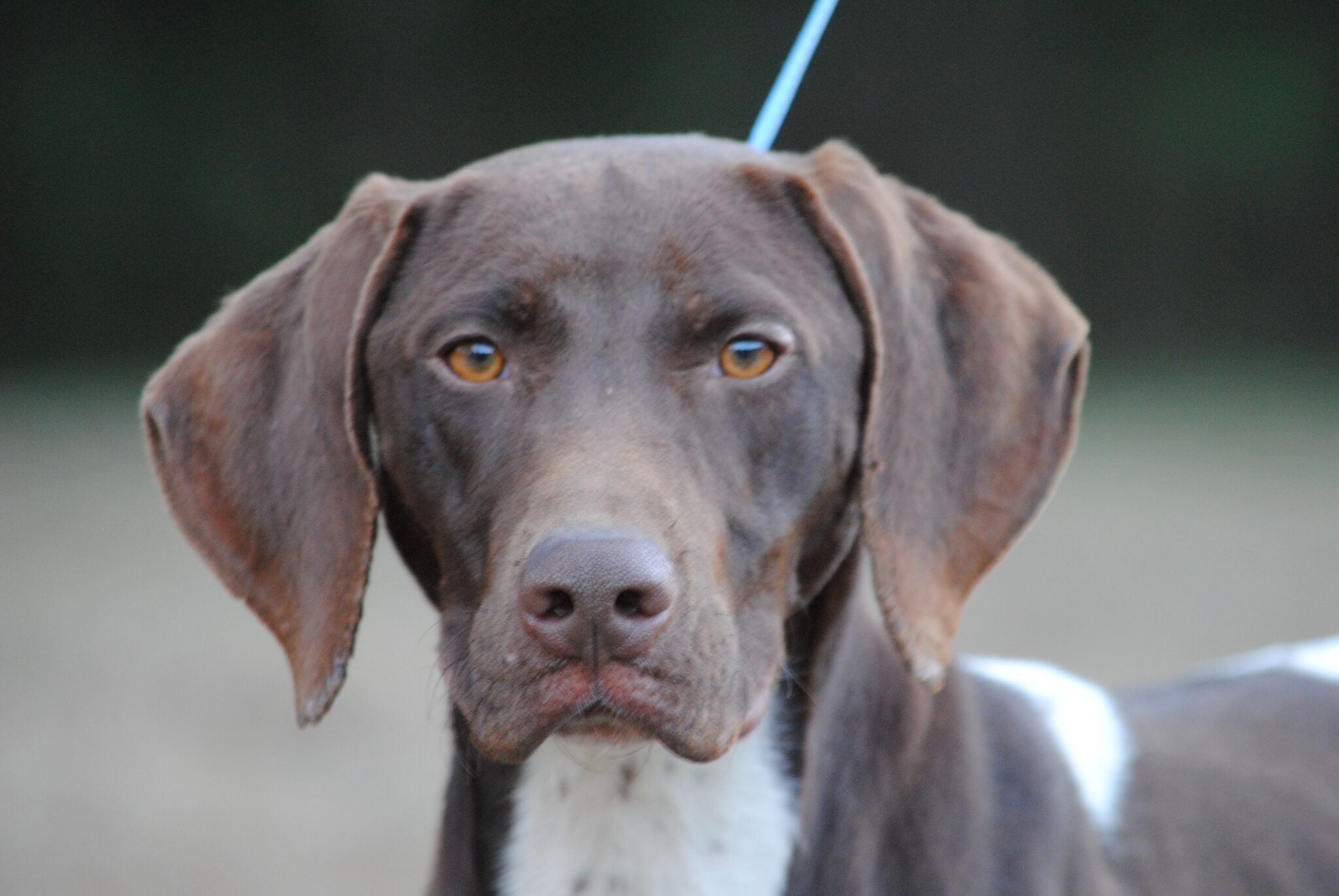 Mold Detection Dogs for Sale in the USA | Buy a Trained Mold Dog for ...